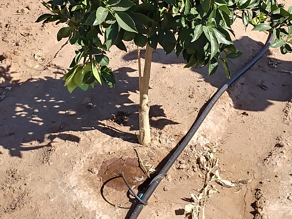 Deep Root Irrigation vs. Drip Irrigation | Deep Root Revolution